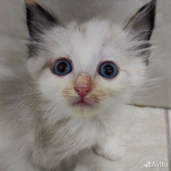 Котенок Беби в добрые руки