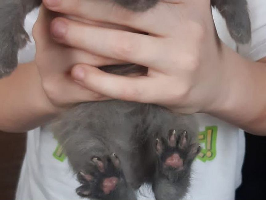 Кошка