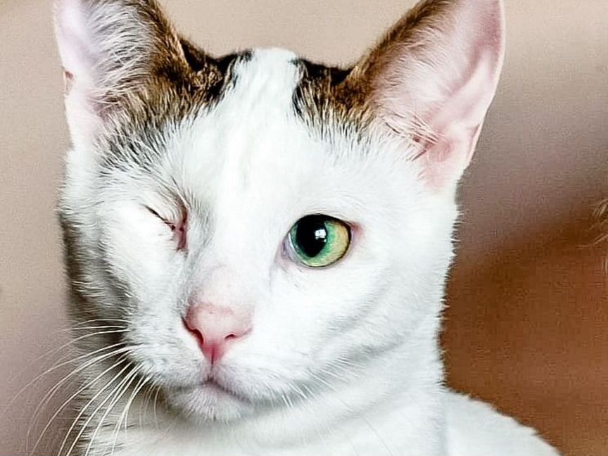 Трепетный красавец (3года)в самые добрые руки