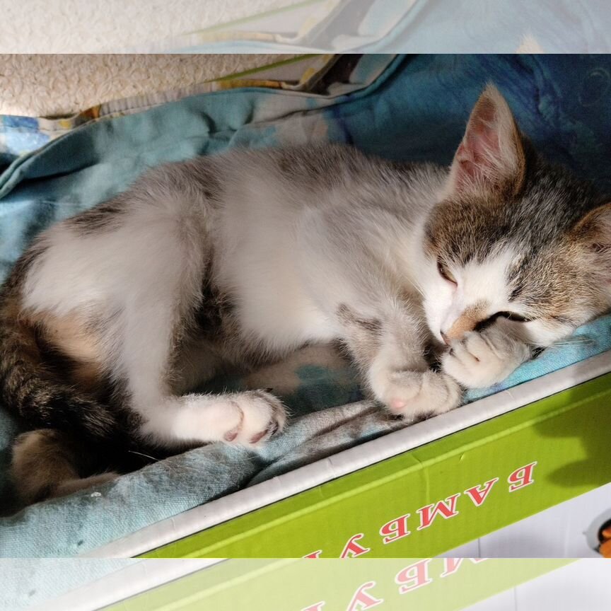 Котёнок. Примерно возраст месяца 2