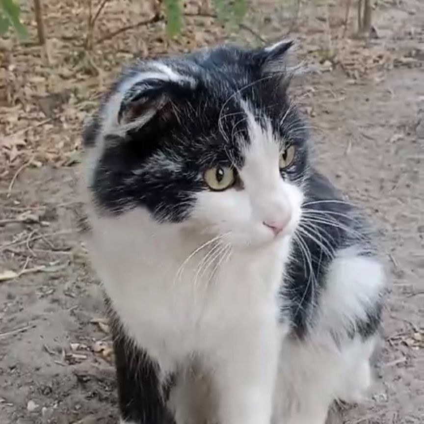 Котик