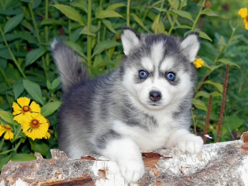 Девочка помски мини