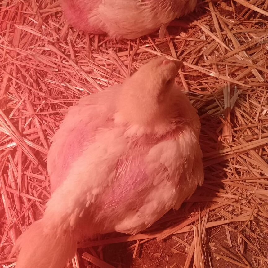 Цыплята бройлеры росс 308