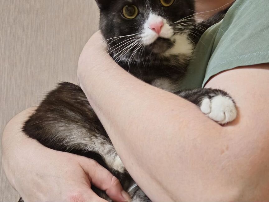 Пристраивается кот