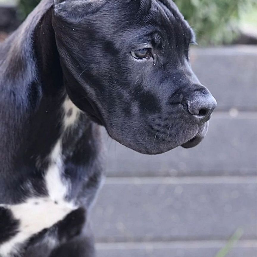 Шикарные щенки Кане Корсо, мальчик/девочка/выбор