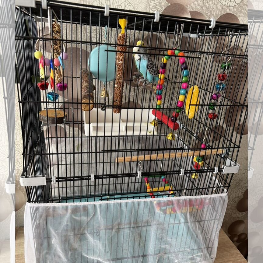 Волнистый попугай с клеткой