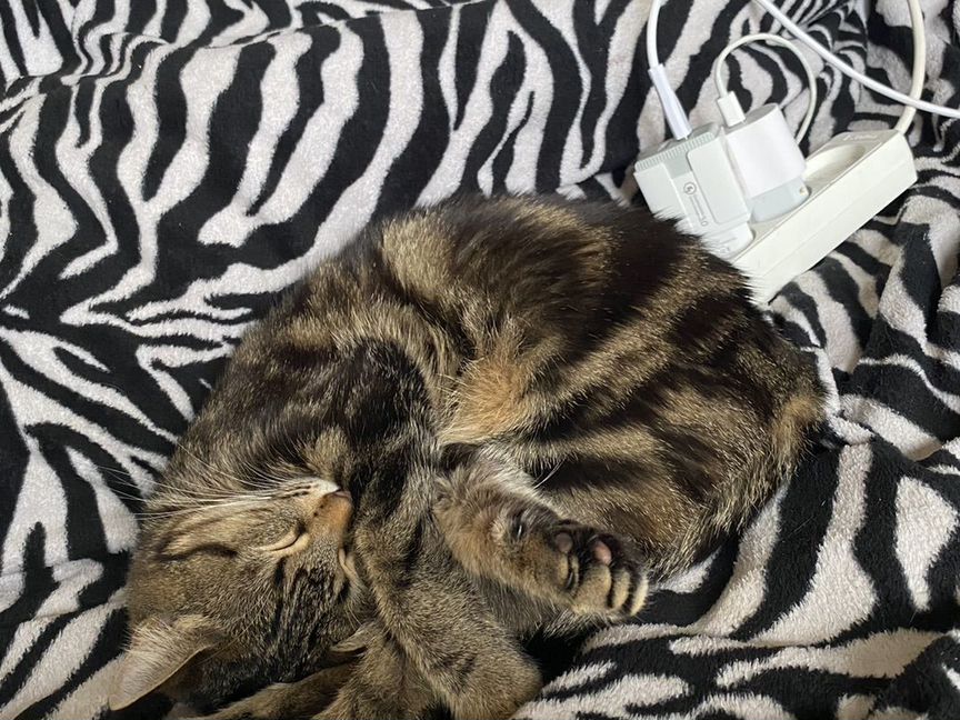 Отдам бесплатно кошку