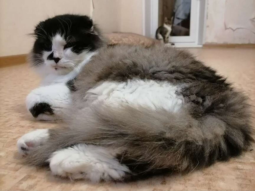 Кошка в добрые руки бесплатно