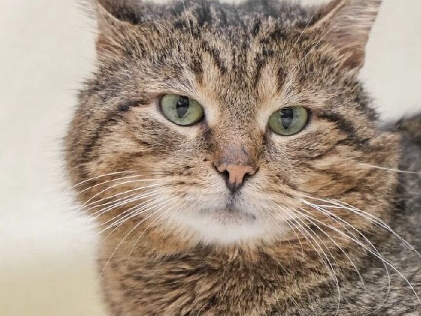 Нежный крупный котик Мурчик в приюте