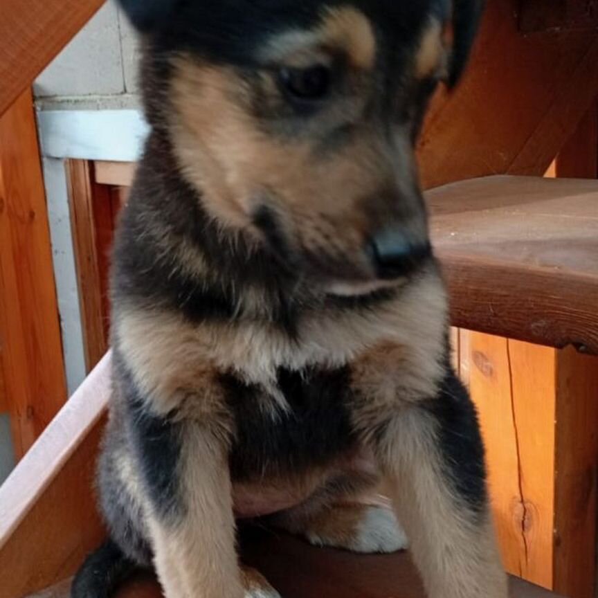 Марго ищет дом