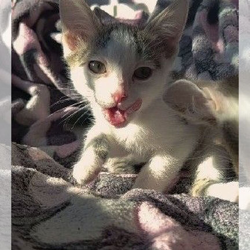 Котёнок в добрые руки