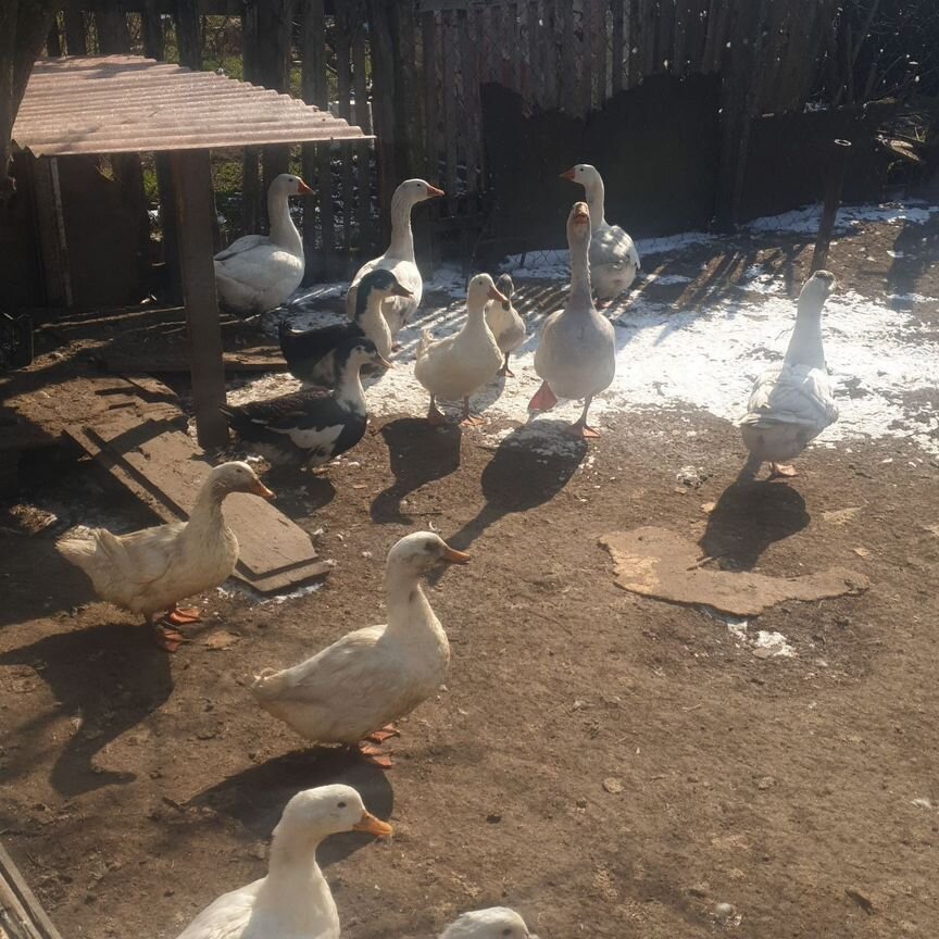 Гуси (семья)