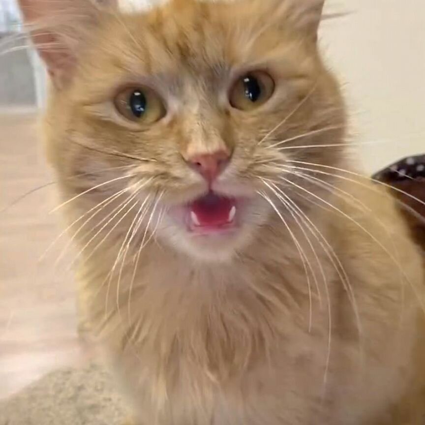 Не надеется