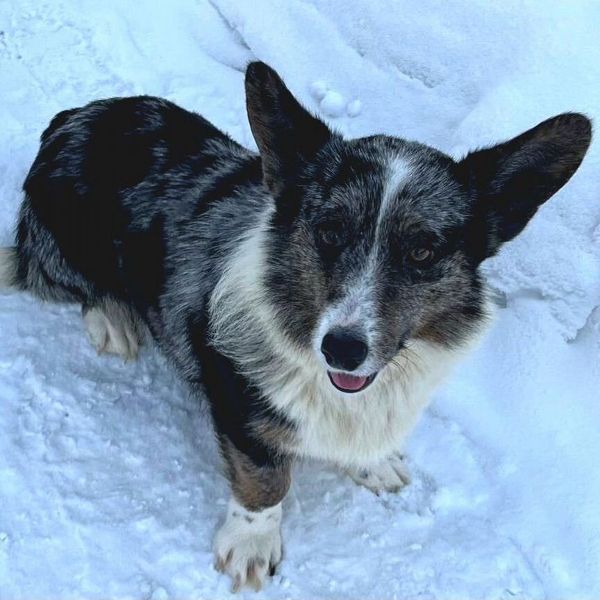 Вельш Корги Кардиган, взрослая собака