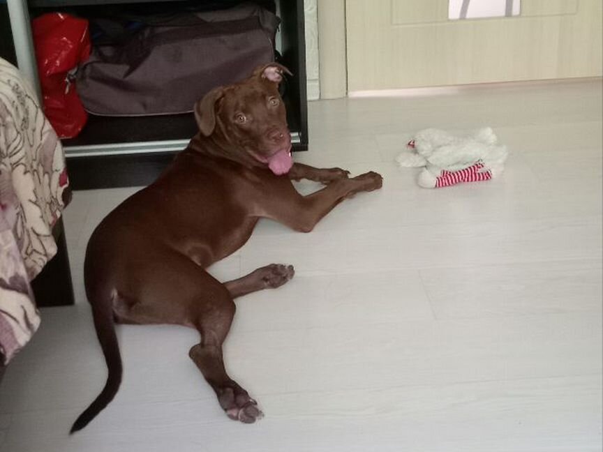 Щенок питбуля 7 месяцев