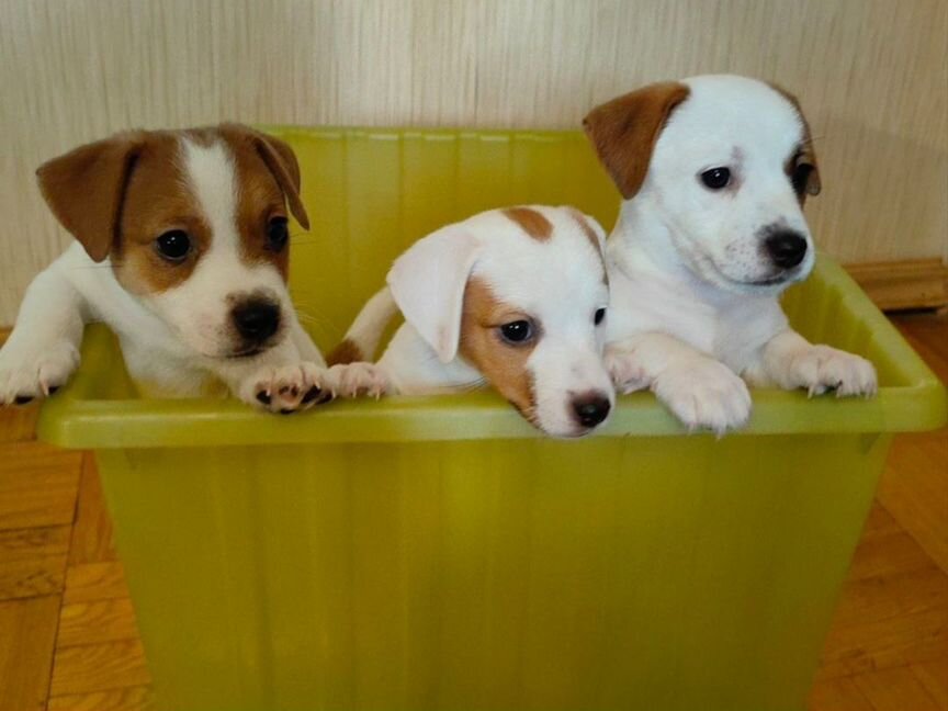 Щенки джек Рассел терьер с документами