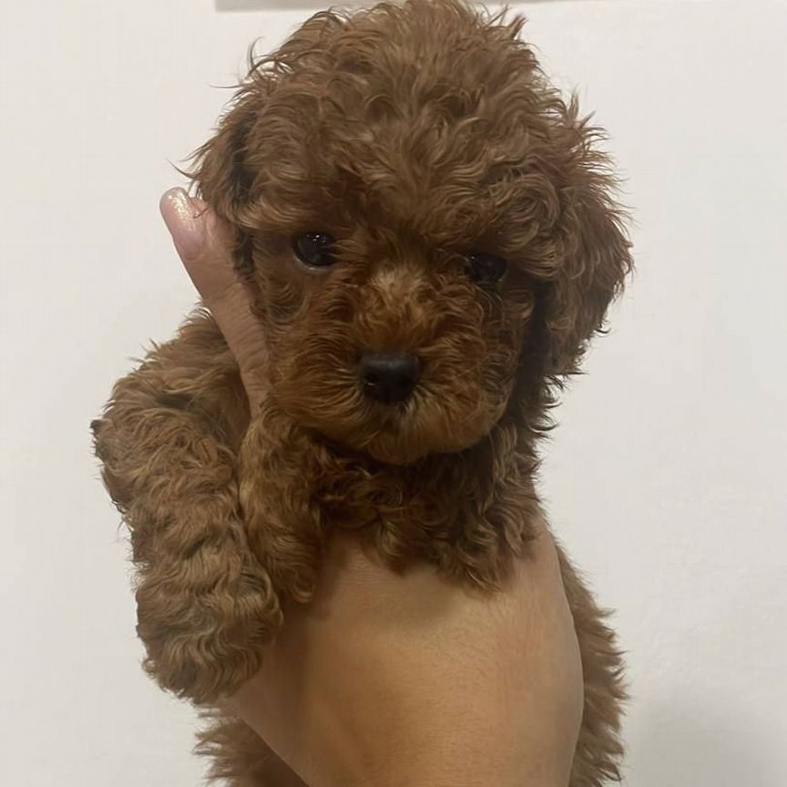 Той-пудель, щенок