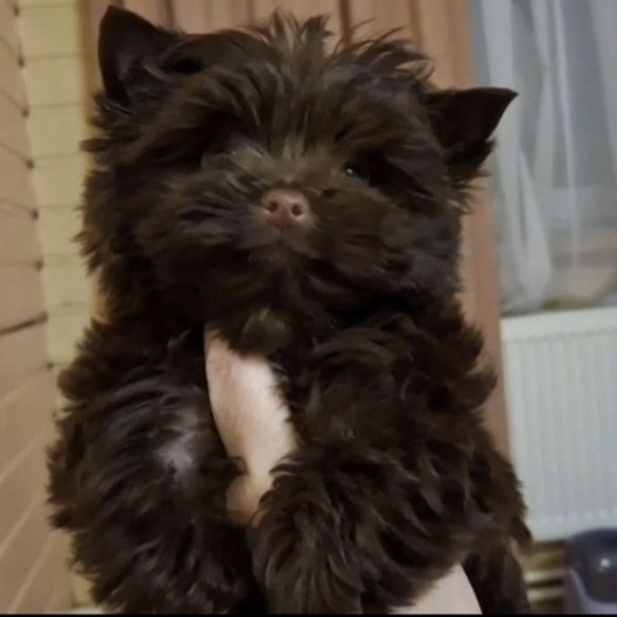 Йоркширский терьер, щенок