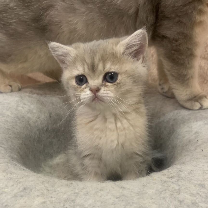 Британский короткошёрстный котёнок