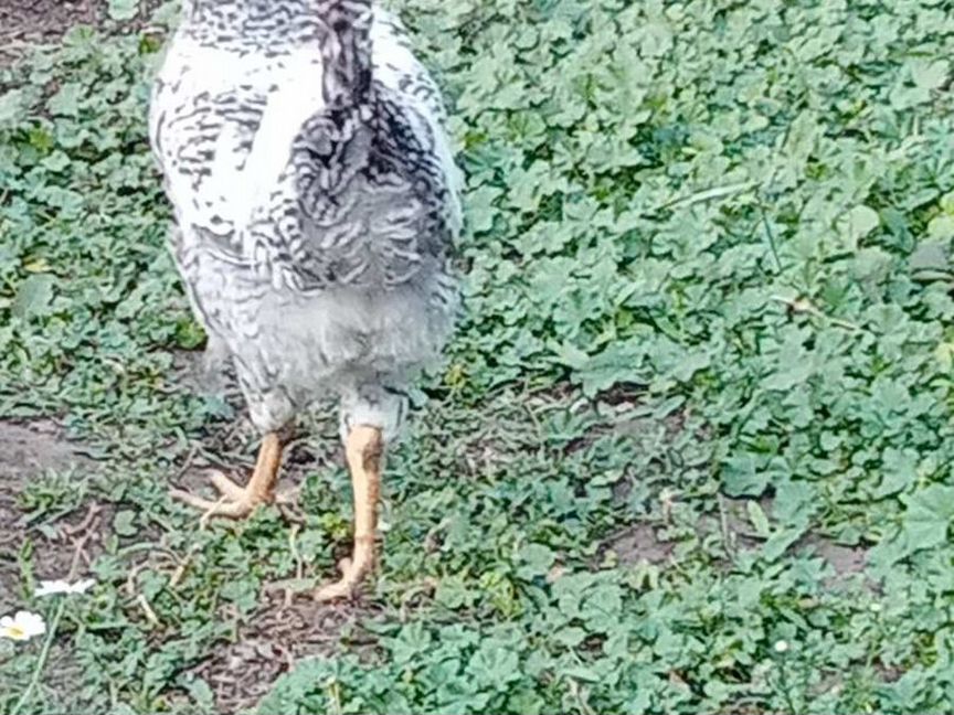 Продам петухов Цветной бройлер