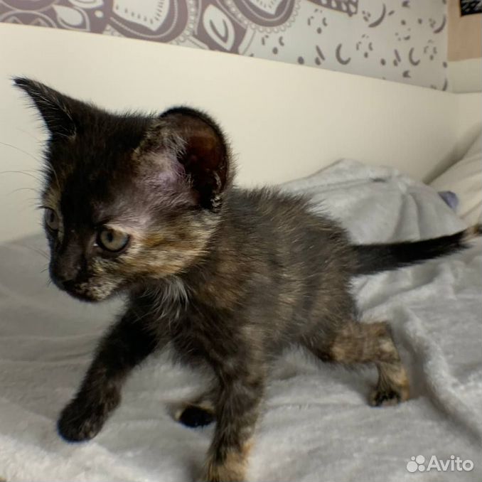 Котята. Киса. Китинька. Светлая Черепаха