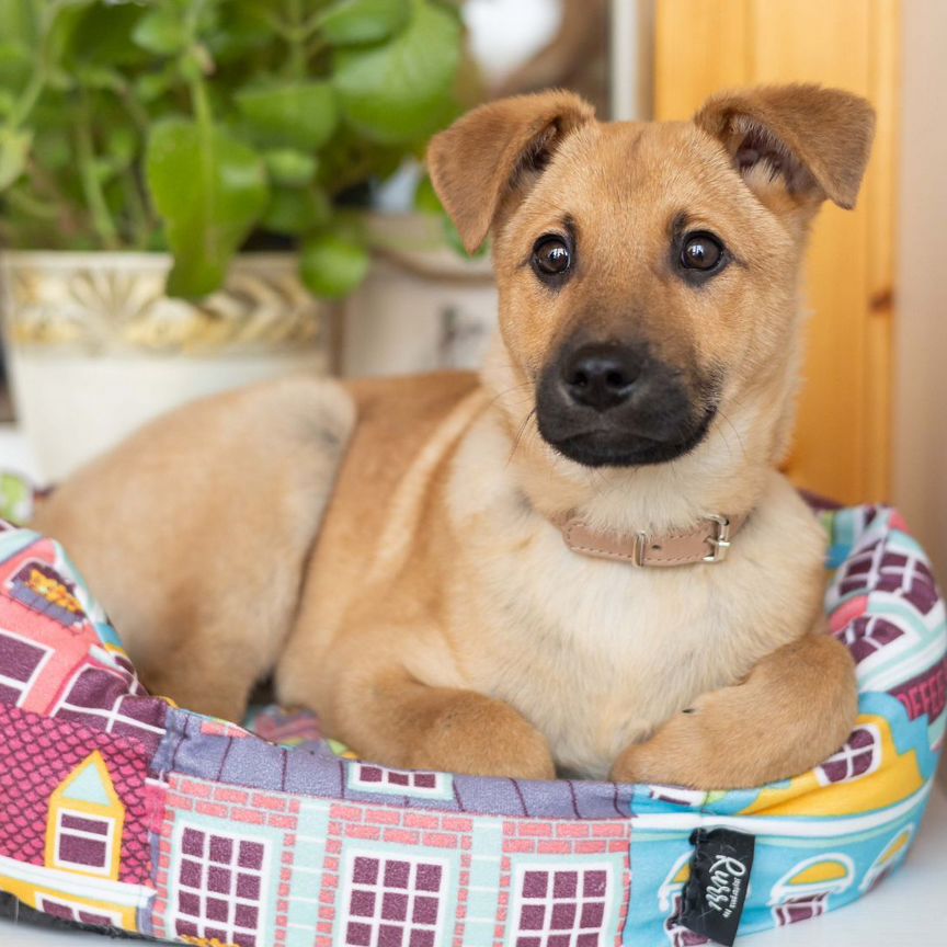 Щенок в добрые руки