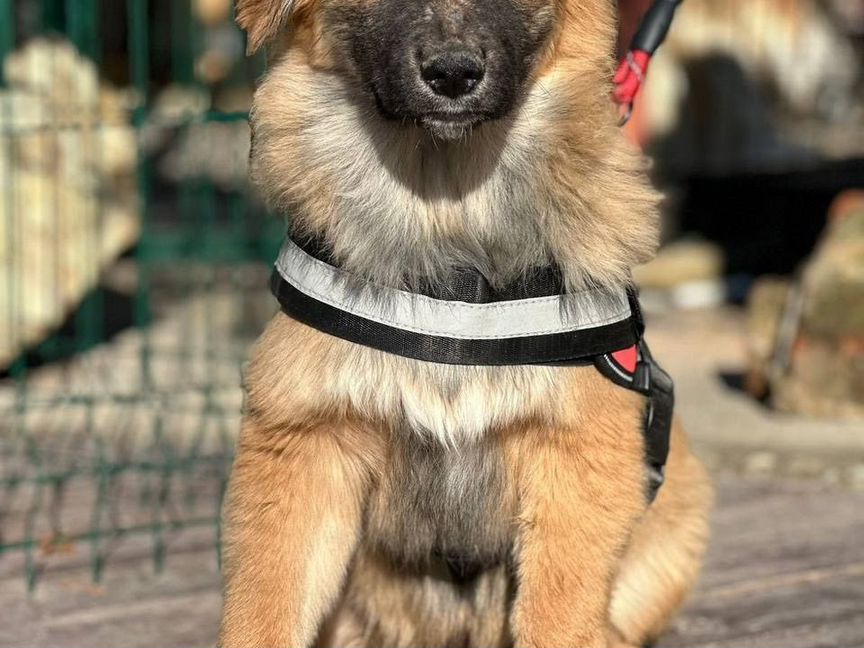 Щенок похожа на бельгийскую овчарку в добрые руки