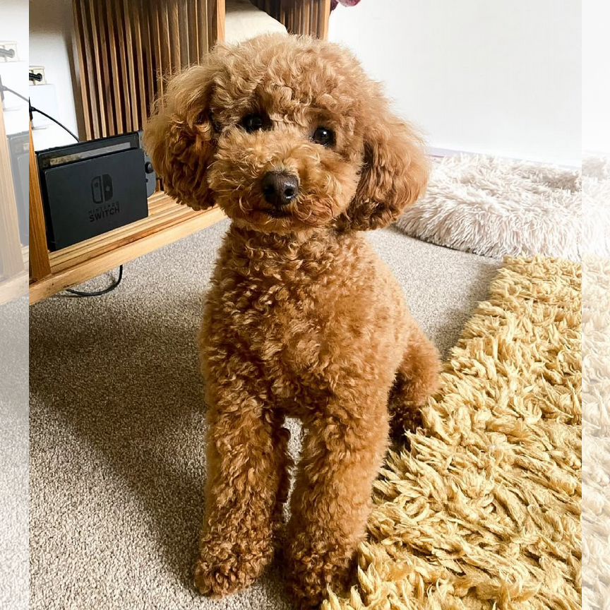 Той-пудель, щенок