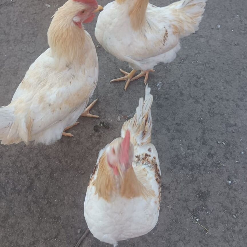 Продам петухов