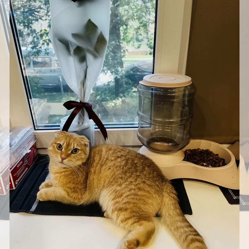 Шотландский вислоухий короткошёрстный, взрослый кот