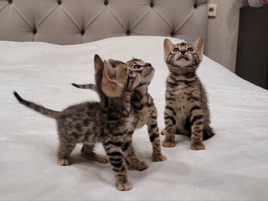 Бенгальские котята