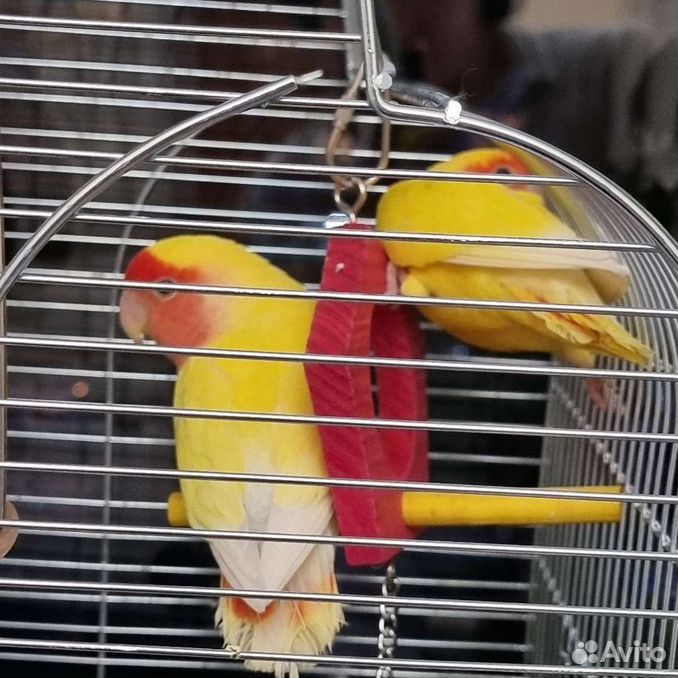 Неразлучники розовощекие банановые 2 шт