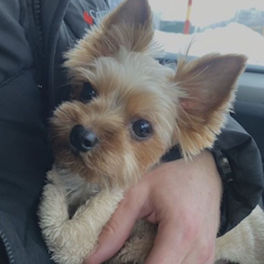 Вязка йоркширский терьер