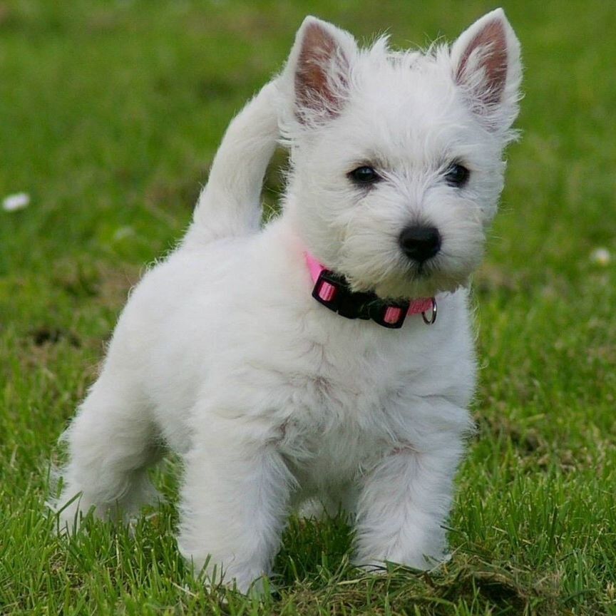 Щенки Вест хайленд уайт терьера