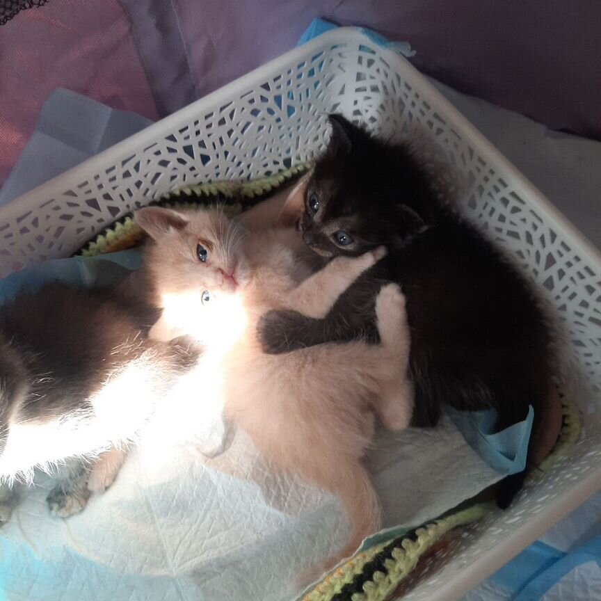 Котята в добрые руки
