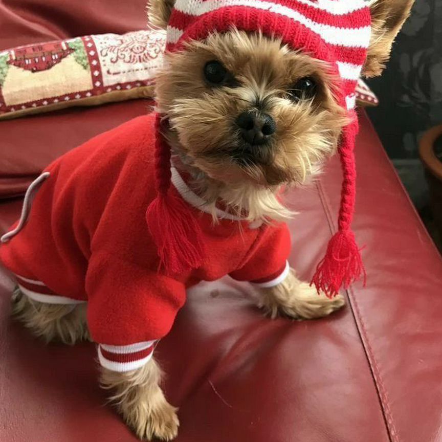 Йоркширский терьер, щенок