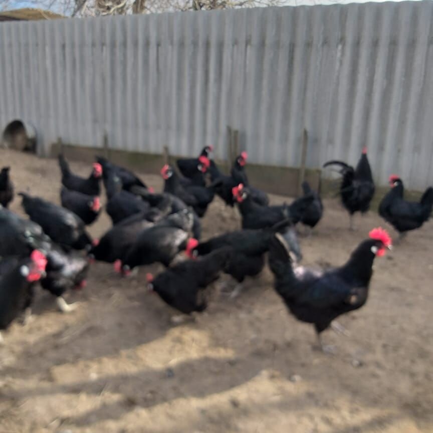 Инкубационное яйцо