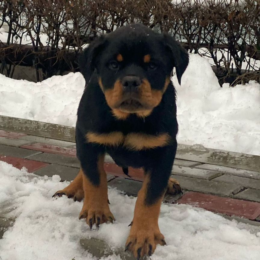 Щенки Ротвейлера