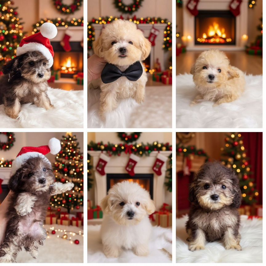 Мальтипу, щенок