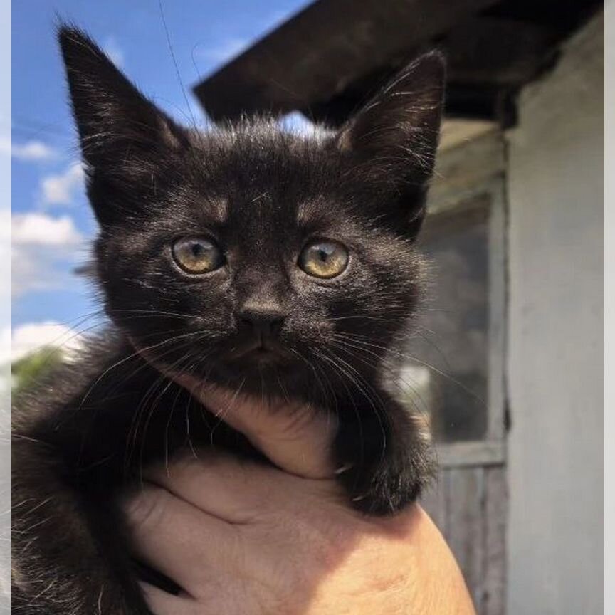 Котёнок в добрые руки