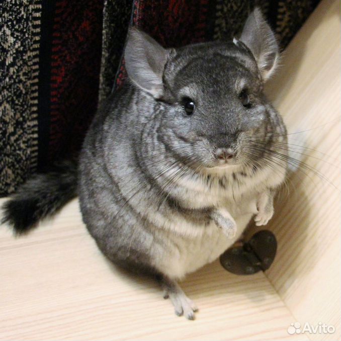 Шиншилла девочка гетероэбони средний (2 шт.)