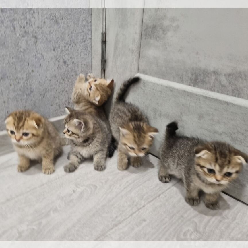 Шотландская вислоухая