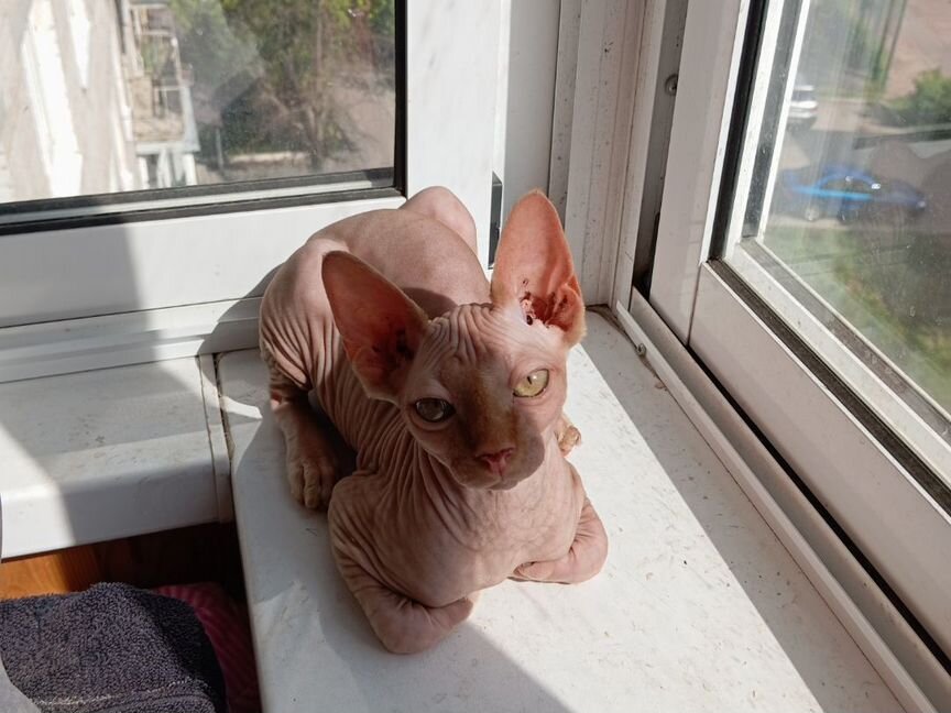 Донской сфинкс котята