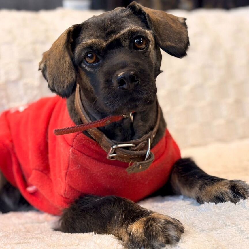 Взрослый пёс в добрые руки