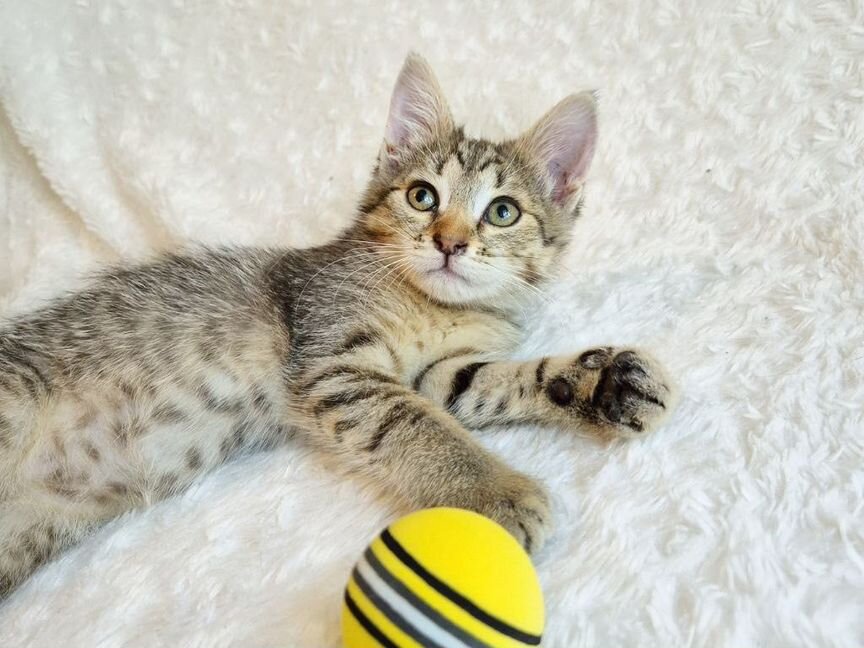 Котята в добрые руки