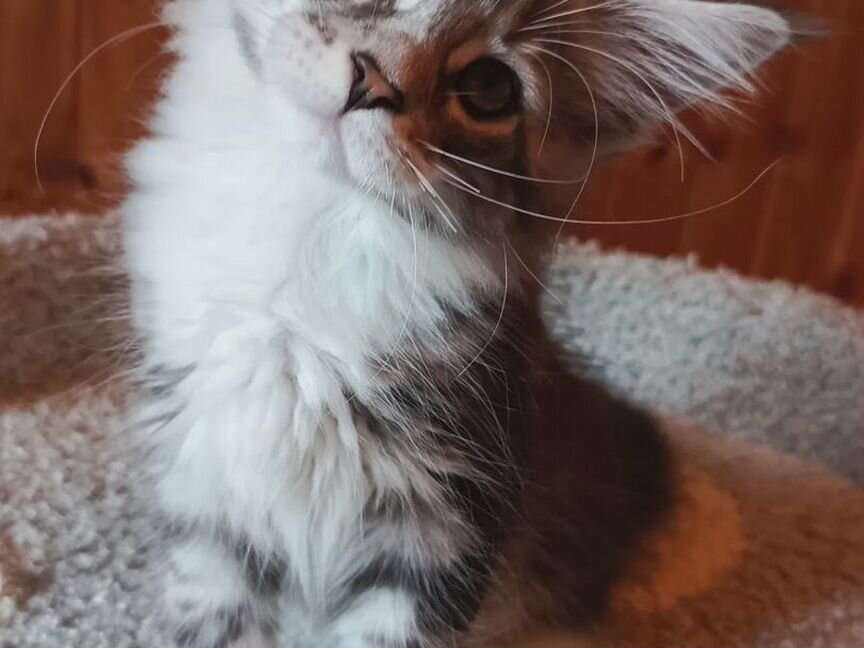 Котёнок Мейнкун Черный мрамор на серебре с белым