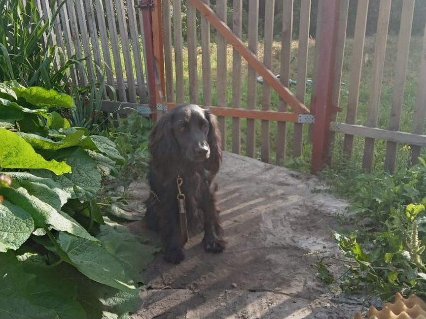 Собака в добрые руки спаниель