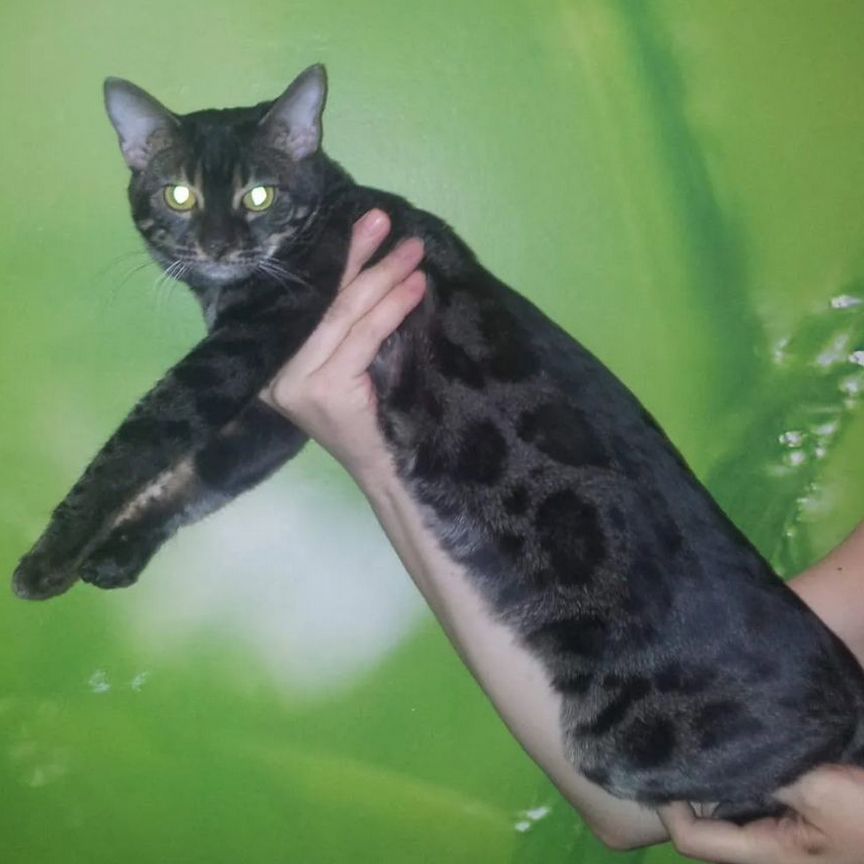 Бенгальская кошка