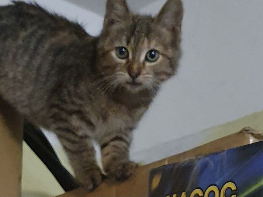 Котёнок 3мес, трехцветный