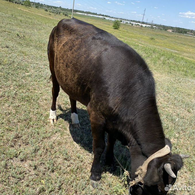 Телки и телята